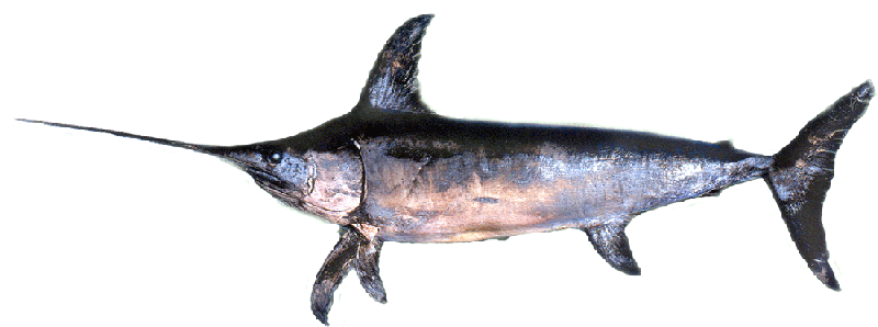 Xiphias Swordfish